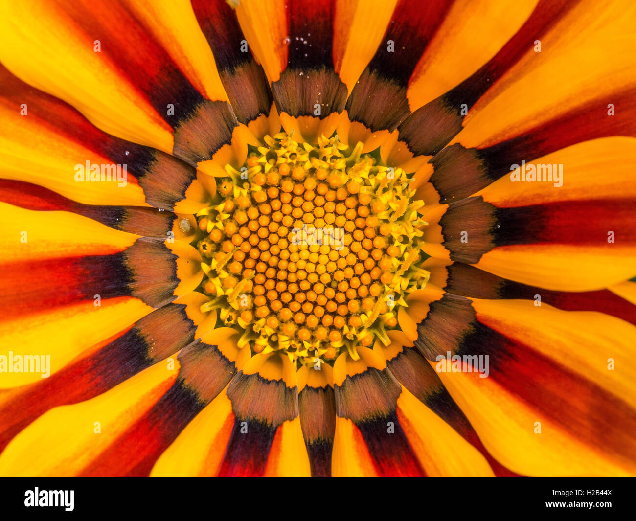 Flaming Flower Stock Photos & Flaming Flower Stock Images - Alamy