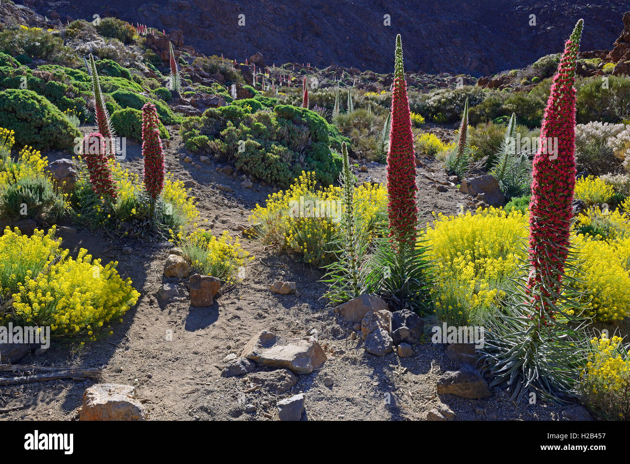 Spain National Flower Stock Photos & Spain National Flower Stock Images ...