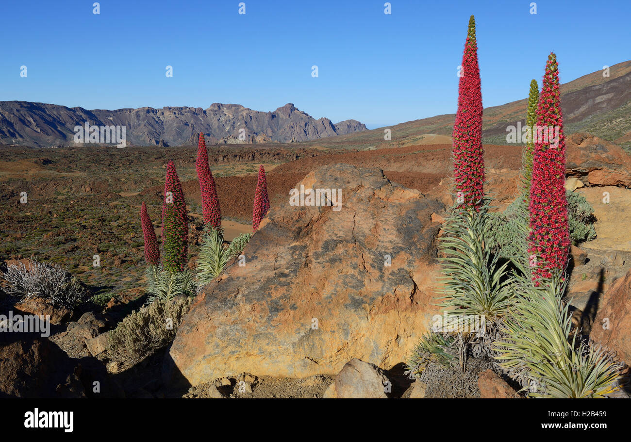 Teide viper's bugloss hi-res stock photography and images - Alamy