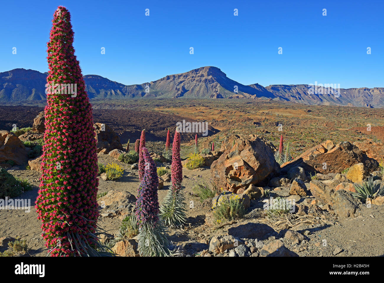 Teide viper's bugloss hi-res stock photography and images - Alamy