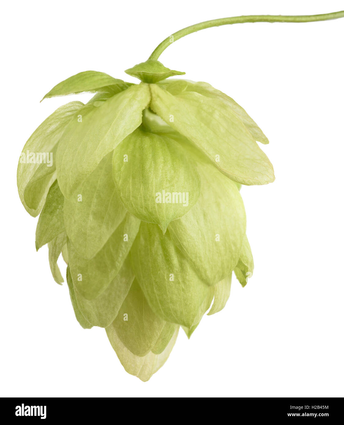hop cone isolated on white background Stock Photo - Alamy
