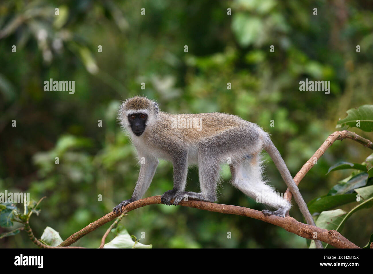 Vervet Monkey, Southern Vervet Monkey (Chlorocebus pygerythrus), Lake ...