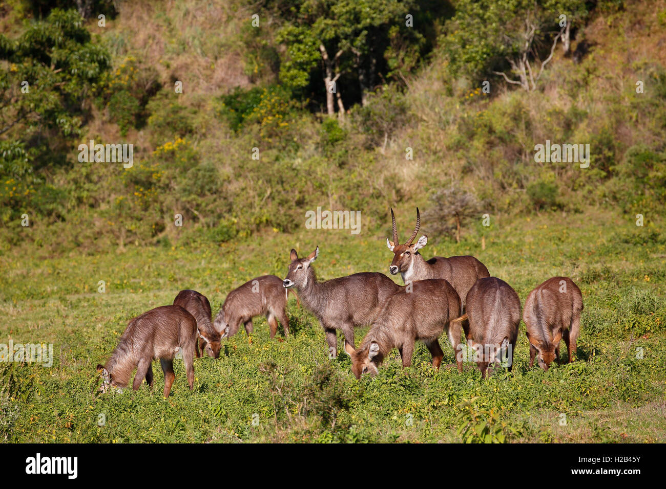 Common waterbuck ellipsen kobus hi-res stock photography and images - Alamy