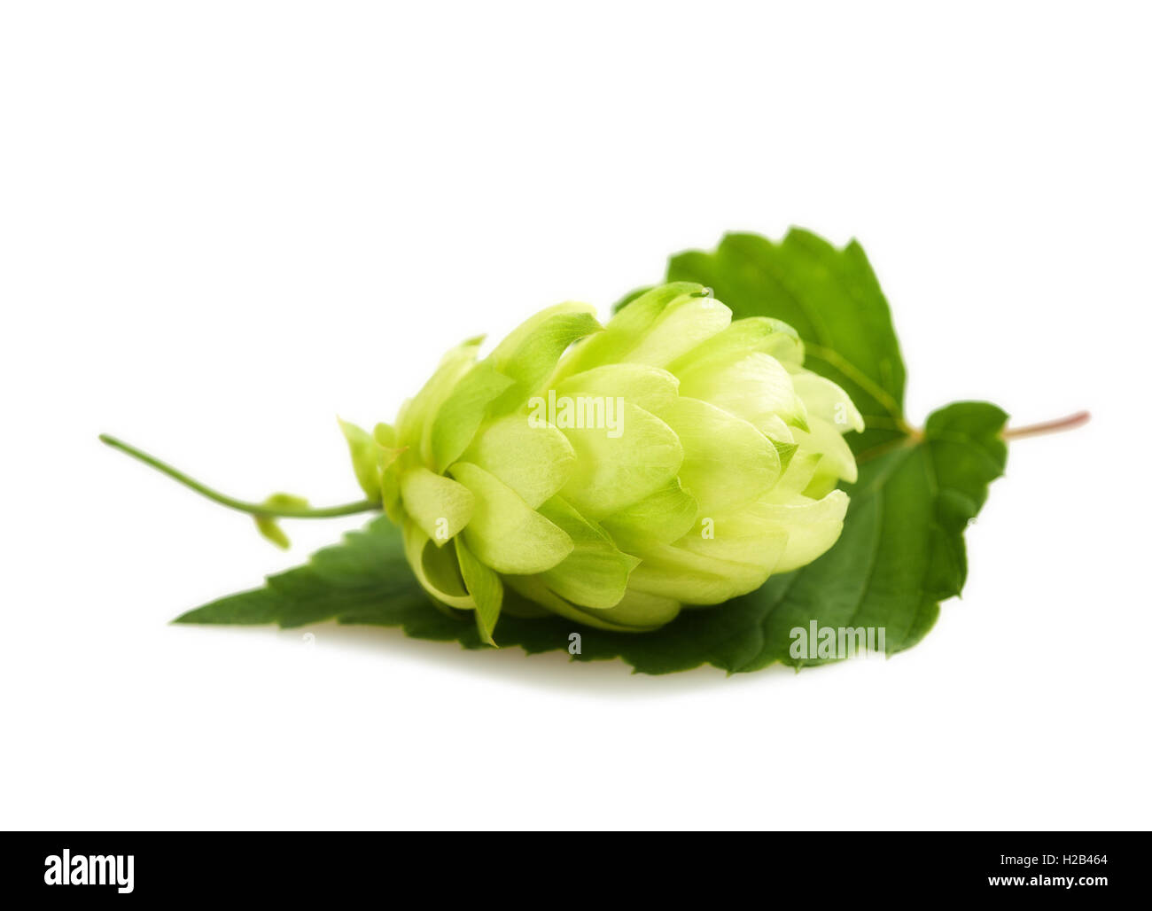 Hop hops plants hi-res stock photography and images - Alamy