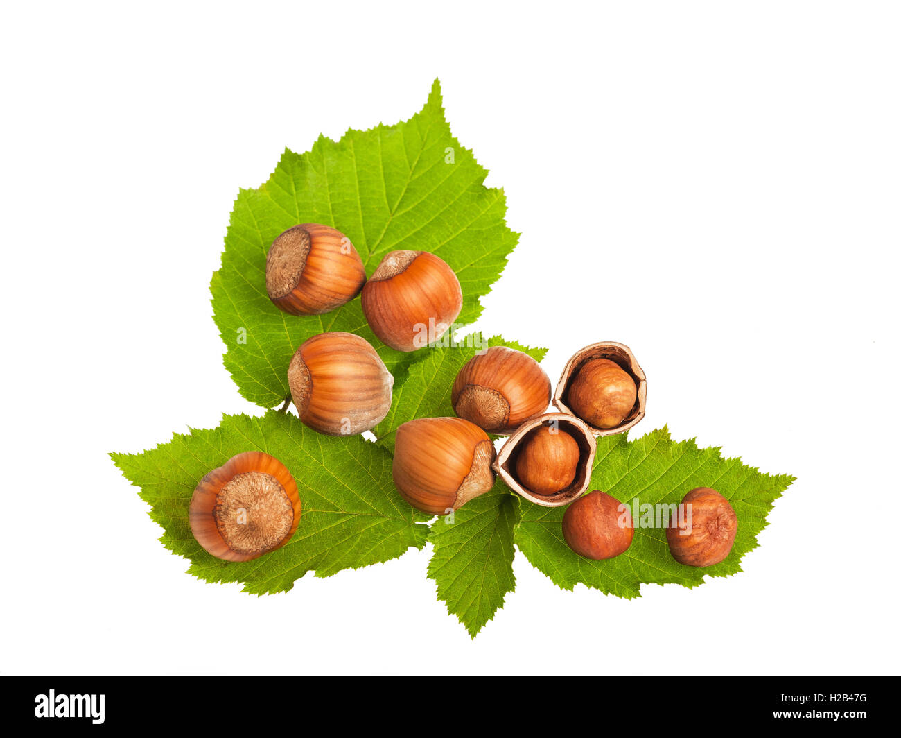Group of hazelnuts isolated on white Stock Photo - Alamy