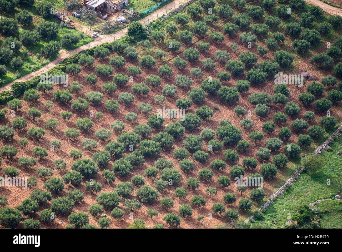 Olive trees in plantation, aerial view, San Vito Lo Capo, Sicily, Italy ...
