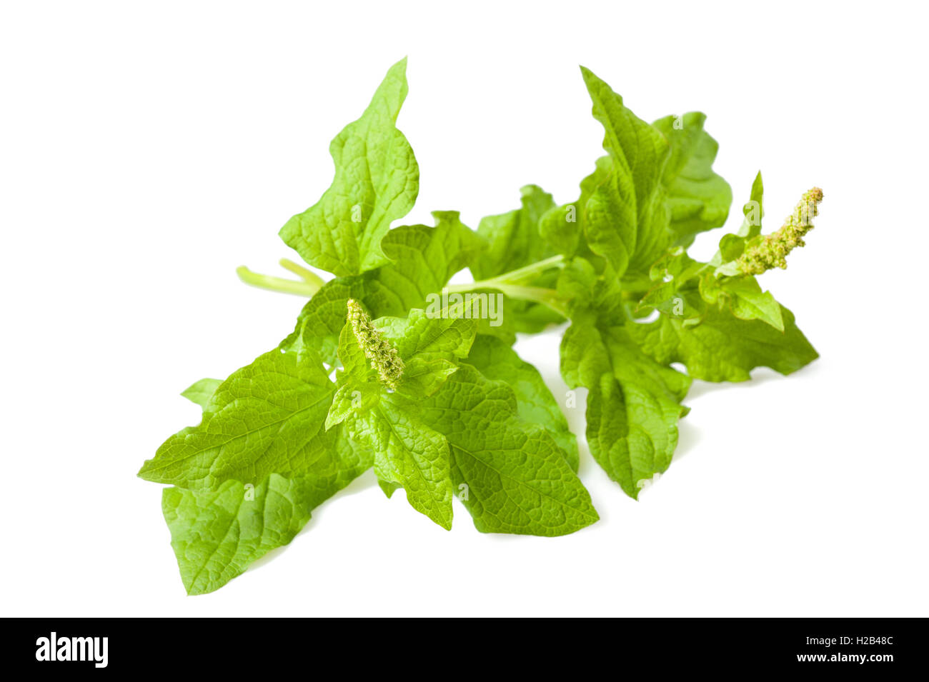 Wild spinach isolated on white Stock Photo - Alamy