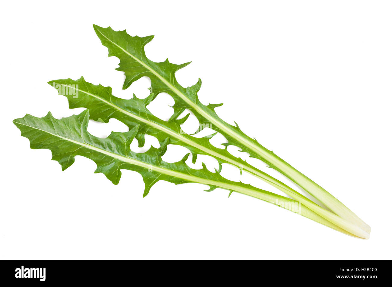 Catalogna Salad leaves isolated on white Stock Photo - Alamy