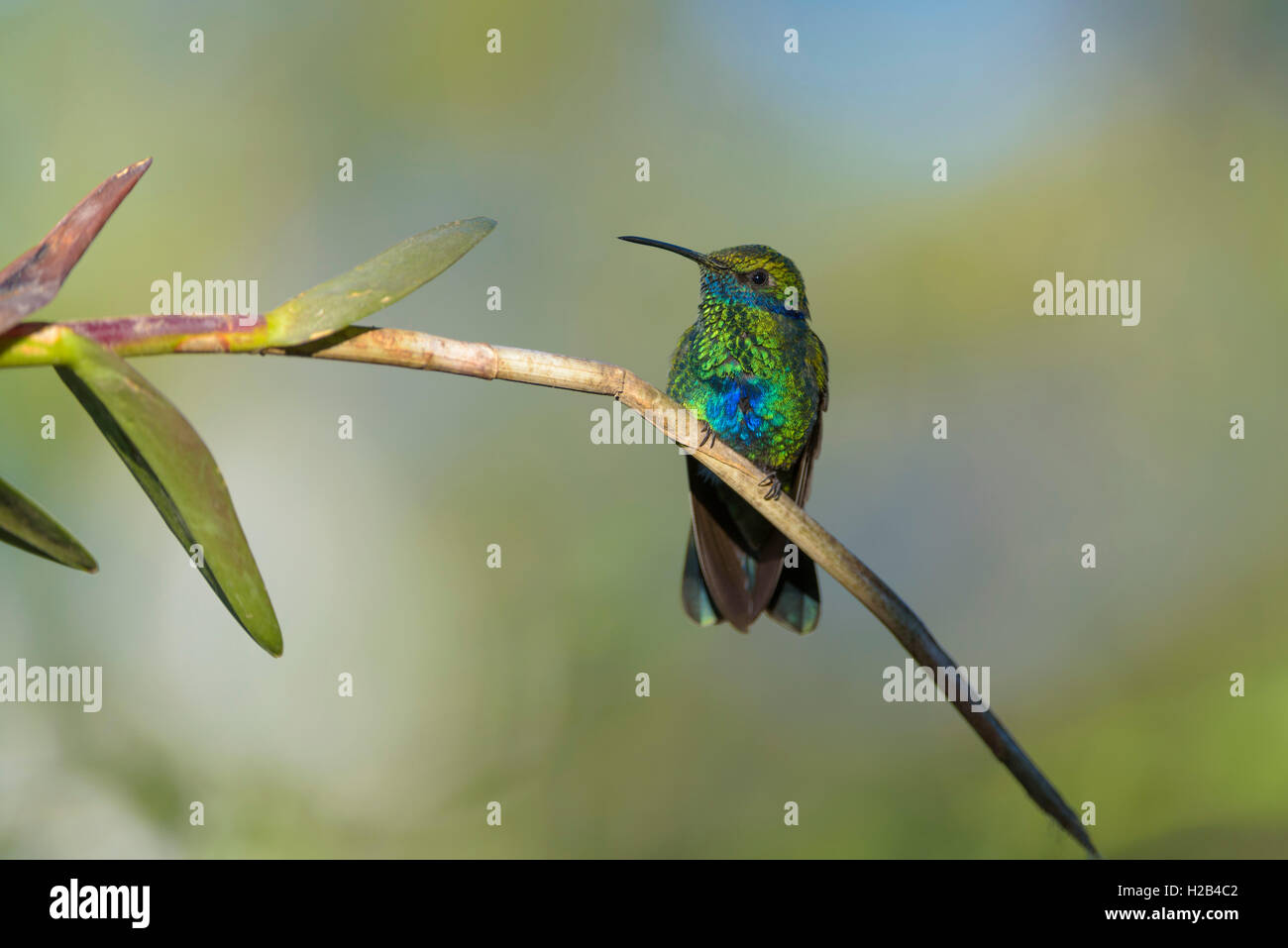 Sparkling violetear (Colibri coruscans), hummingbird sitting on branch ...