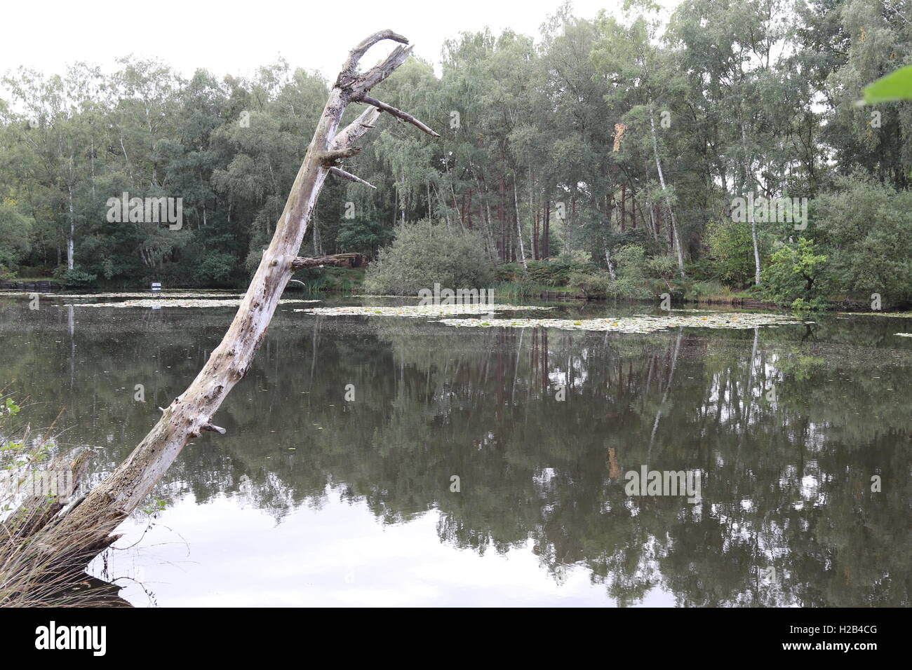 Dead lily hi-res stock photography and images - Alamy
