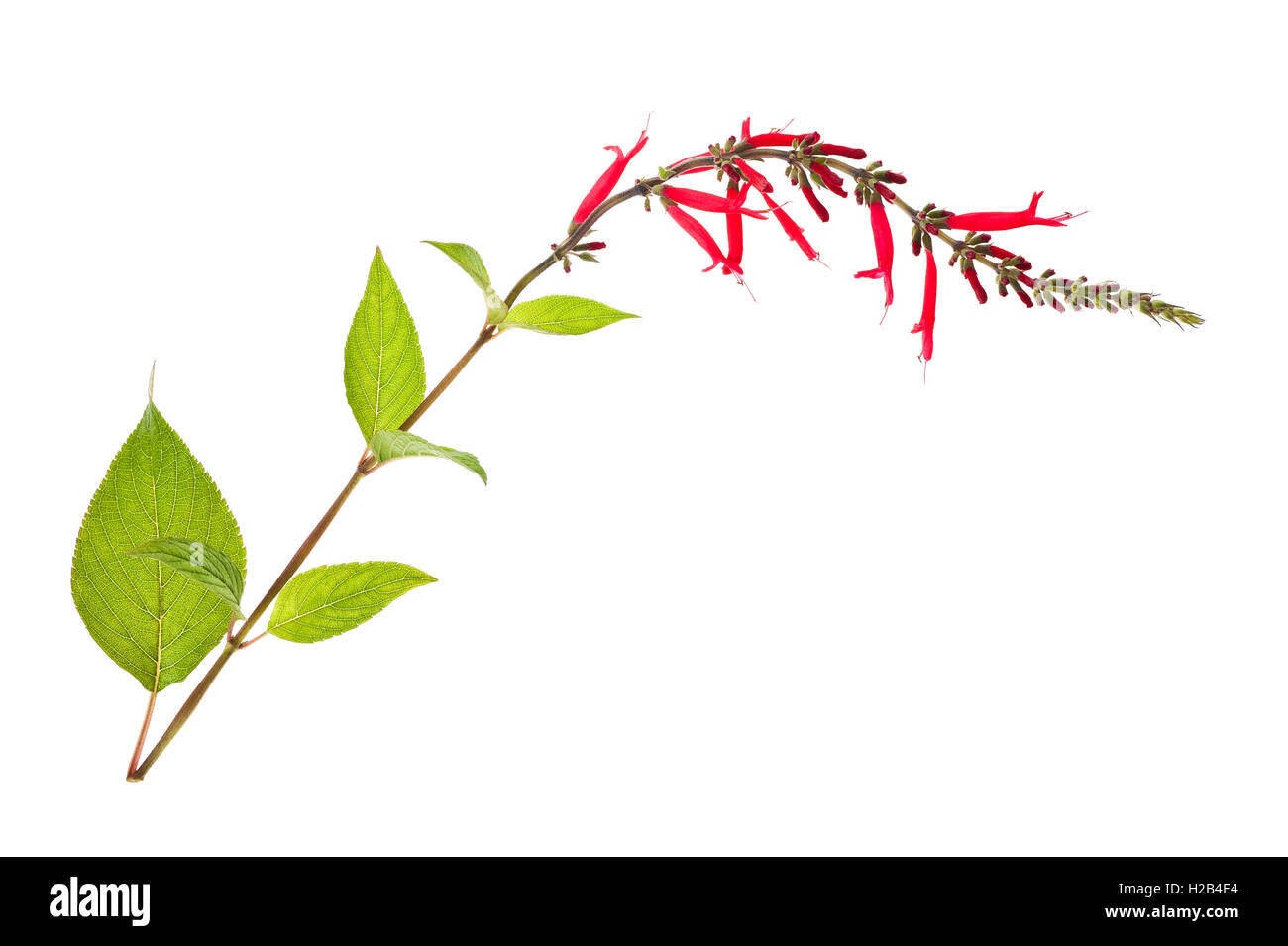 sage branch with flowers isolated on white Stock Photo - Alamy