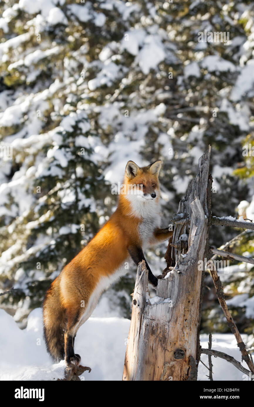 Red Fox (Vulpes vulpes), adult on the outlook, standing in snow ...