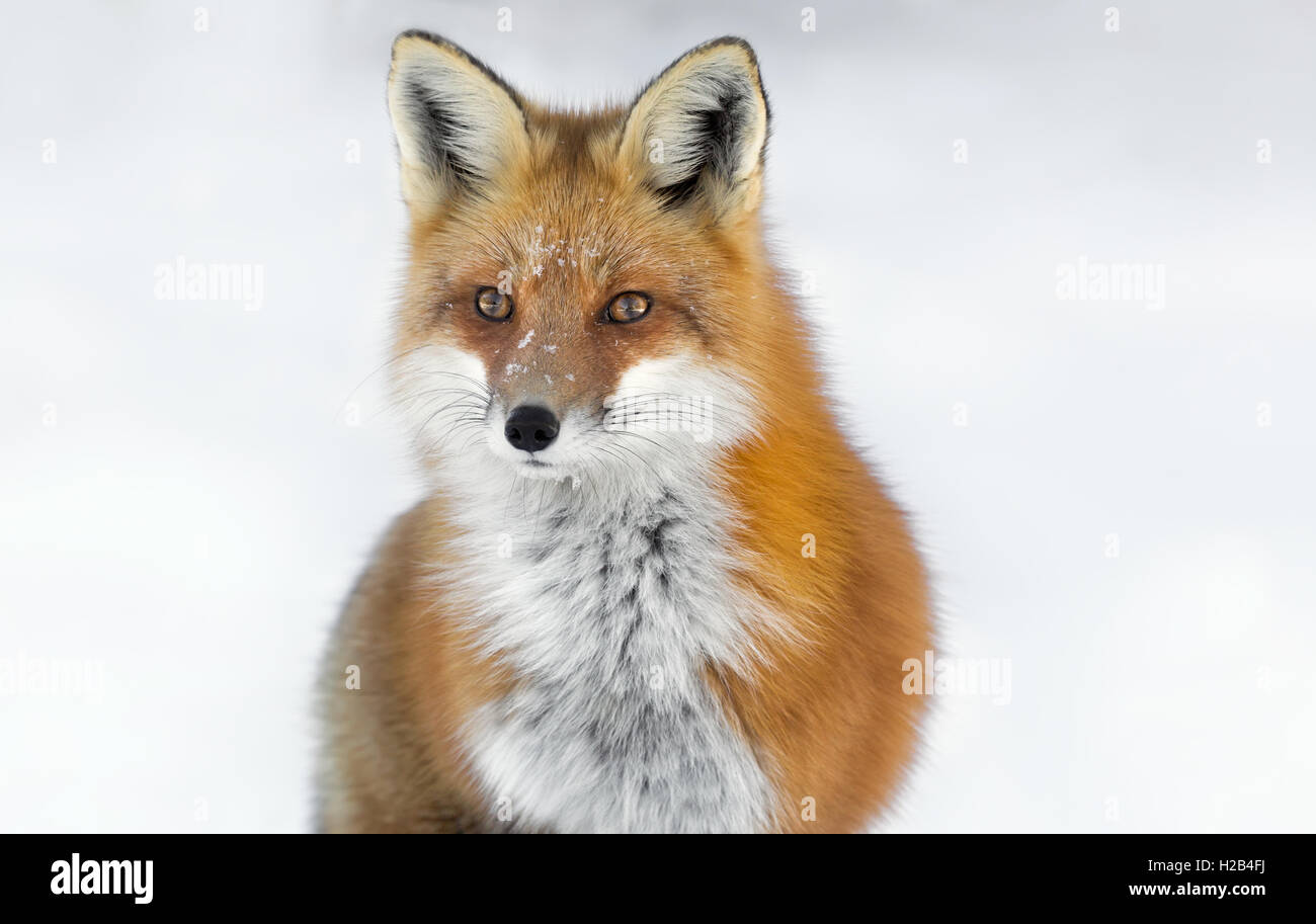 Red Fox (Vulpes vulpes), portrait in snow, Algonquin Park, Ontario ...