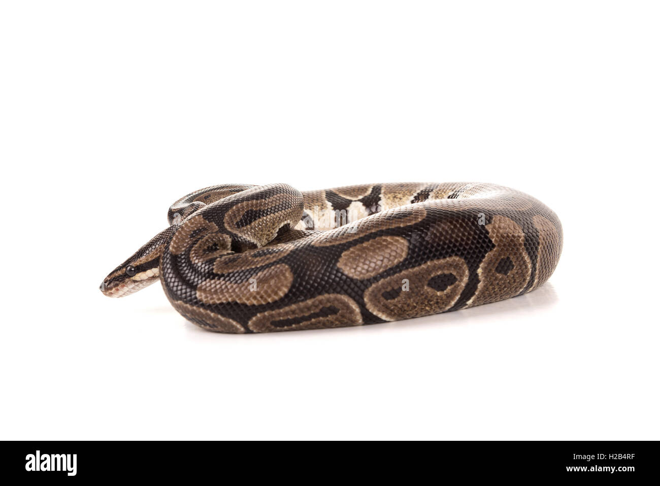 Beautiful python isolated in a white background Stock Photo - Alamy
