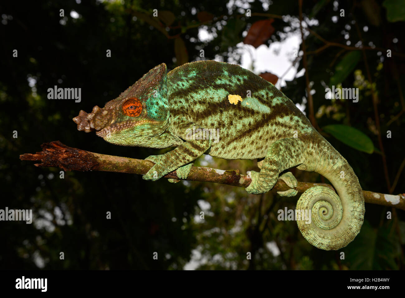 Parson's chameleon (Calumma parsonii), male, lowland rainforest, East ...