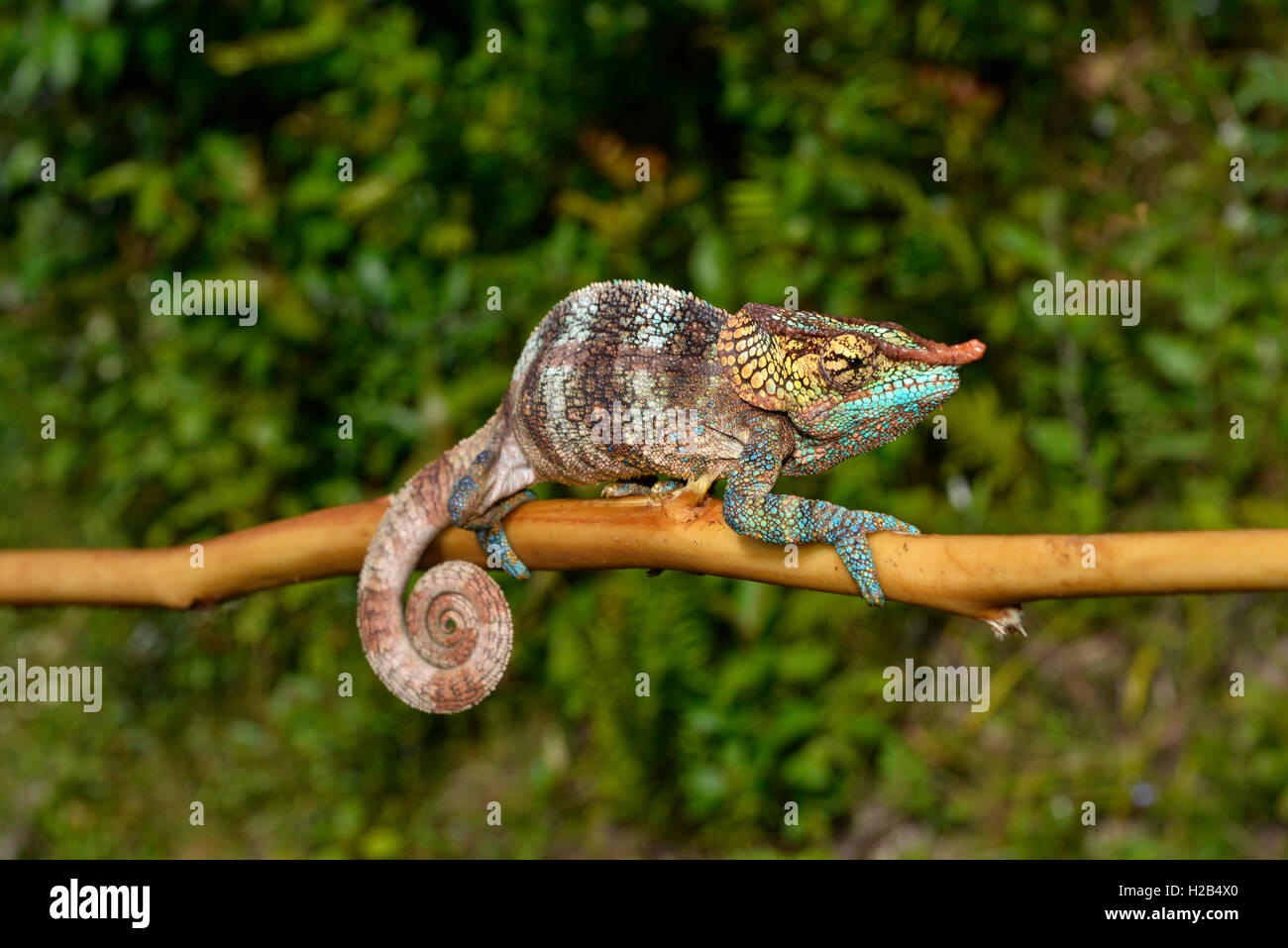Cryptic chameleon (Calumma crypticum), male, rainforest, southeast Madagascar Stock Photo - Alamy