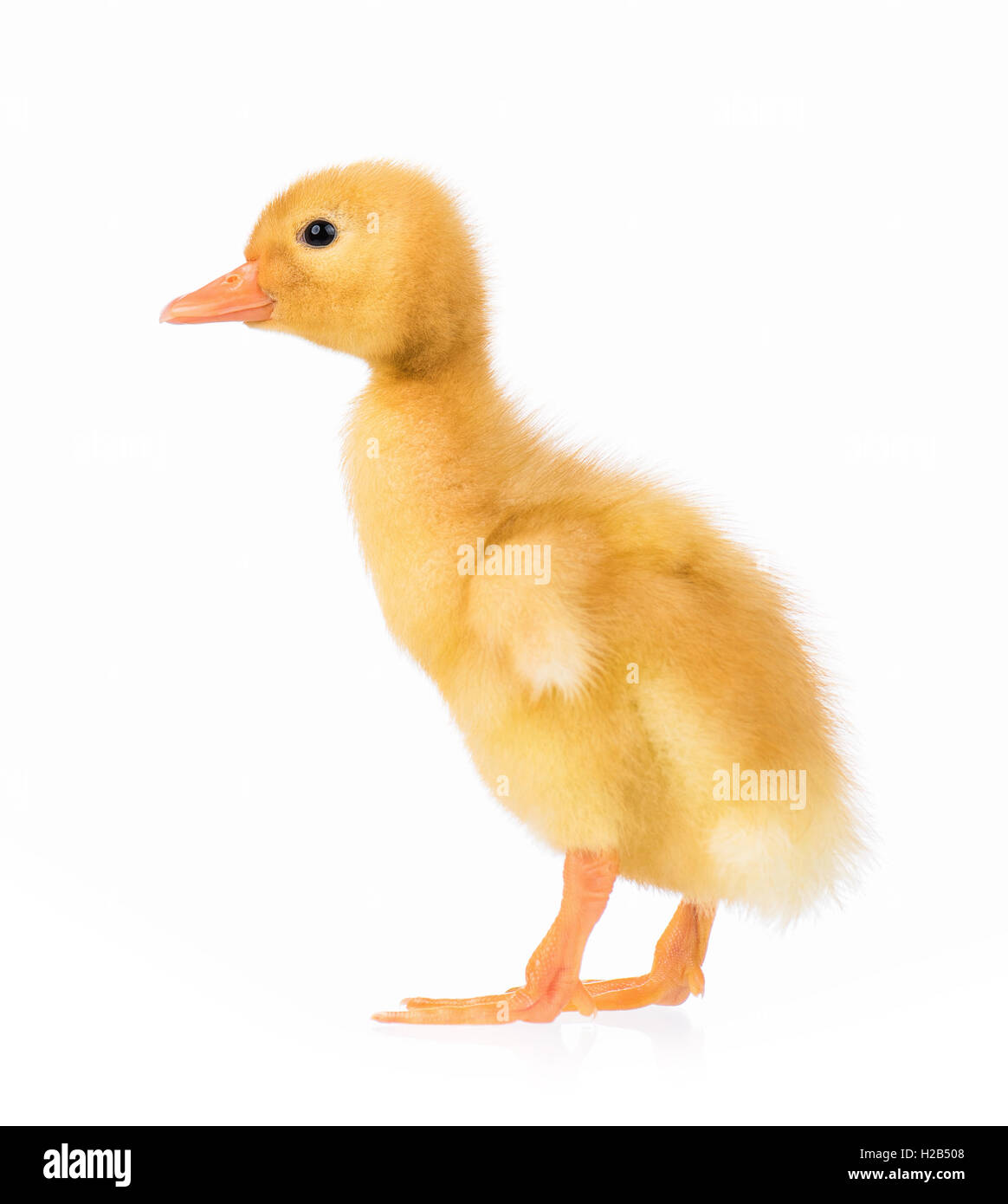 Cute little duckling Stock Photo - Alamy