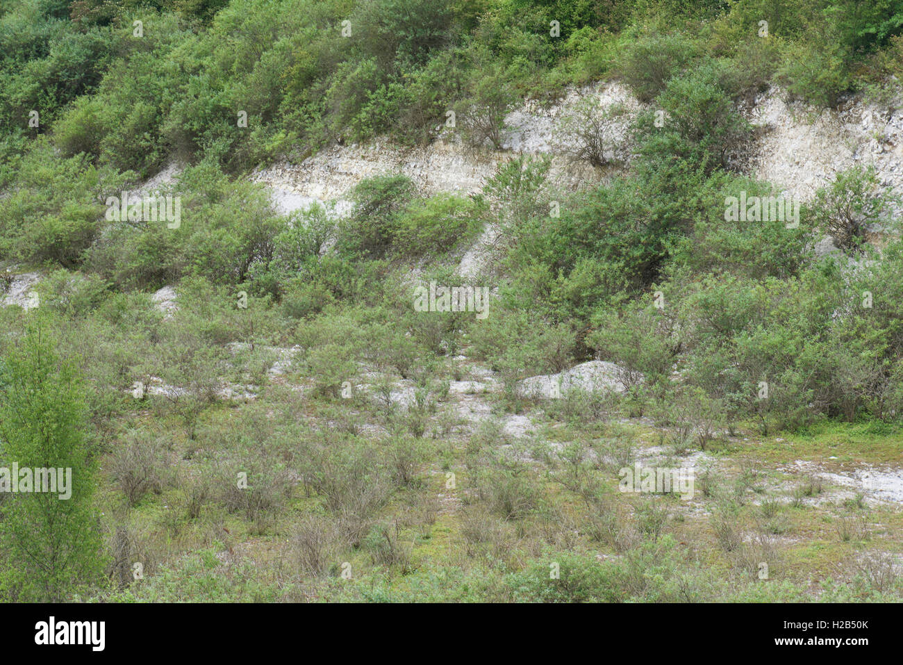 Chalk pit surrey hi-res stock photography and images - Alamy