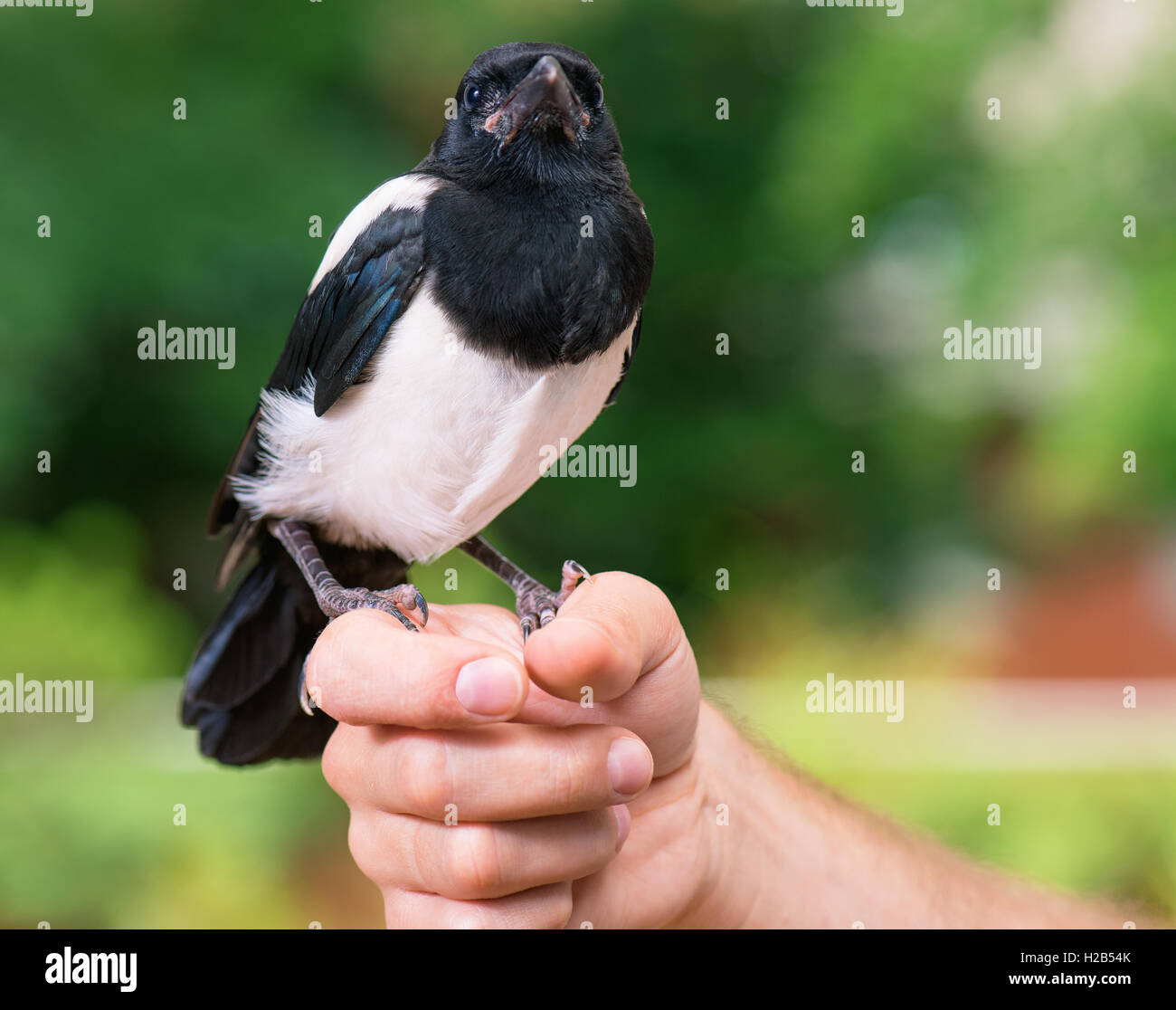 Bird on human hand Stock Photo - Alamy