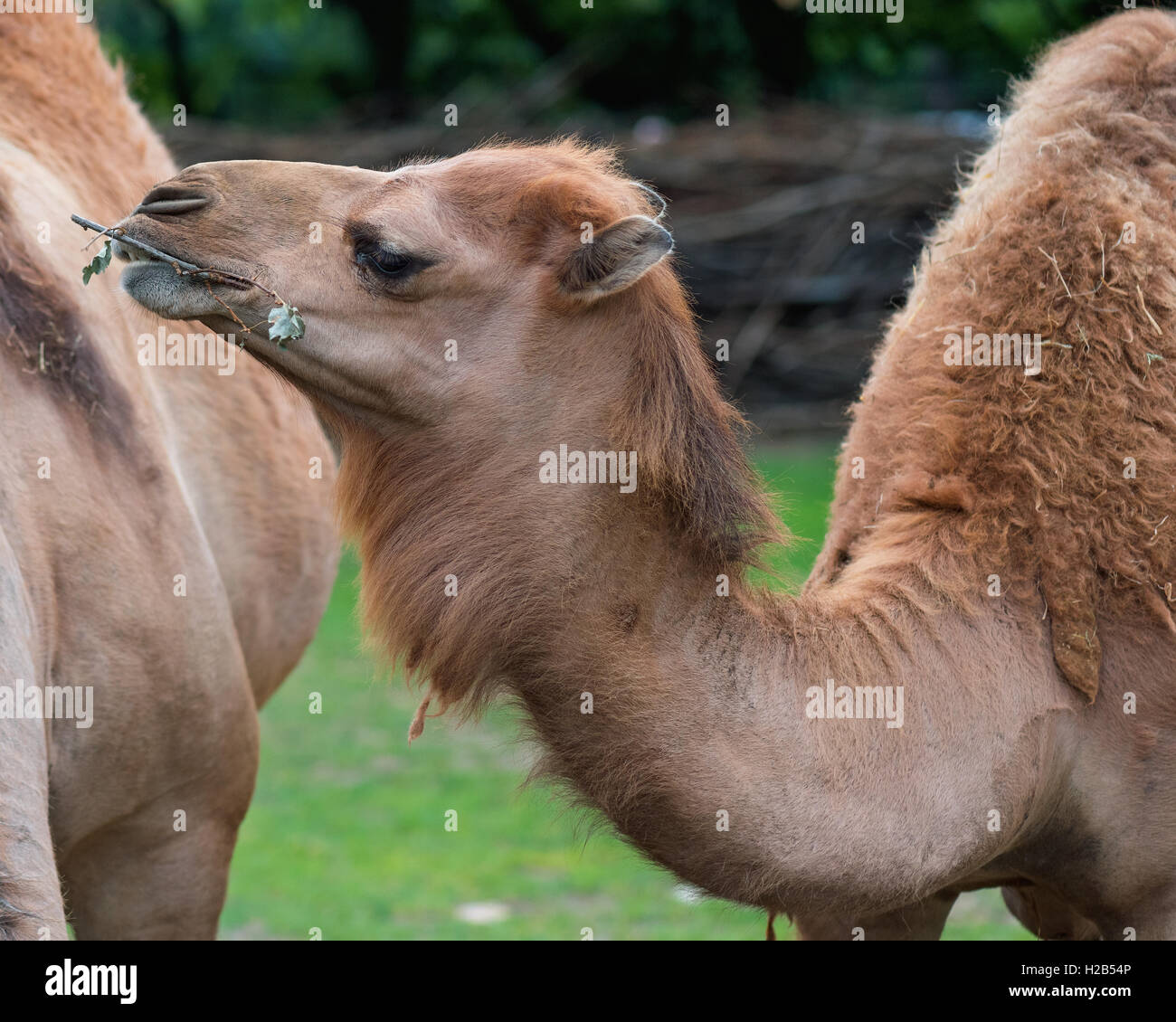 Camel animal portrait Stock Photo - Alamy