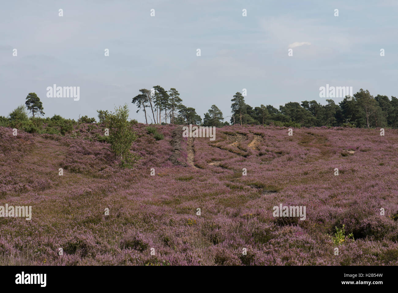 Thursley National Nature Reserve, Surrey, UK Stock Photo - Alamy