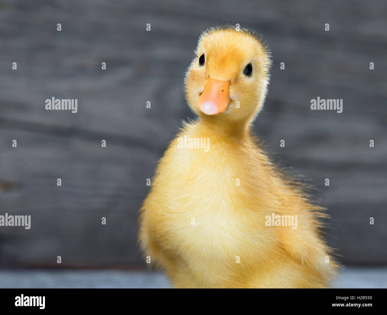 Cute little duckling Stock Photo - Alamy