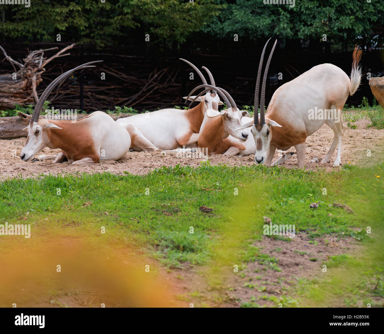 Arabian scimitar hi-res stock photography and images - Alamy