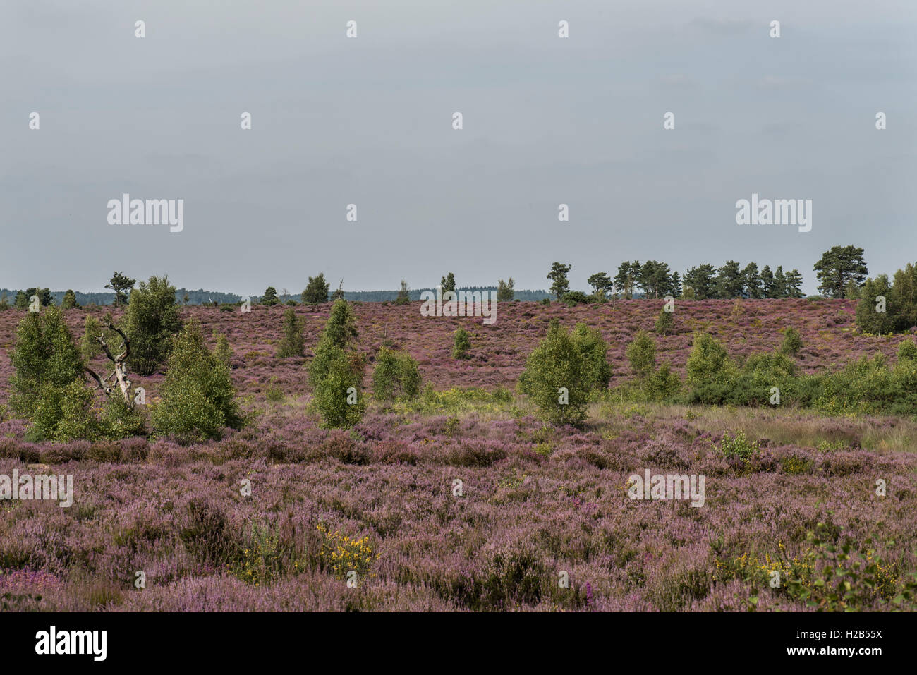 Thursley National Nature Reserve, Surrey, UK Stock Photo - Alamy