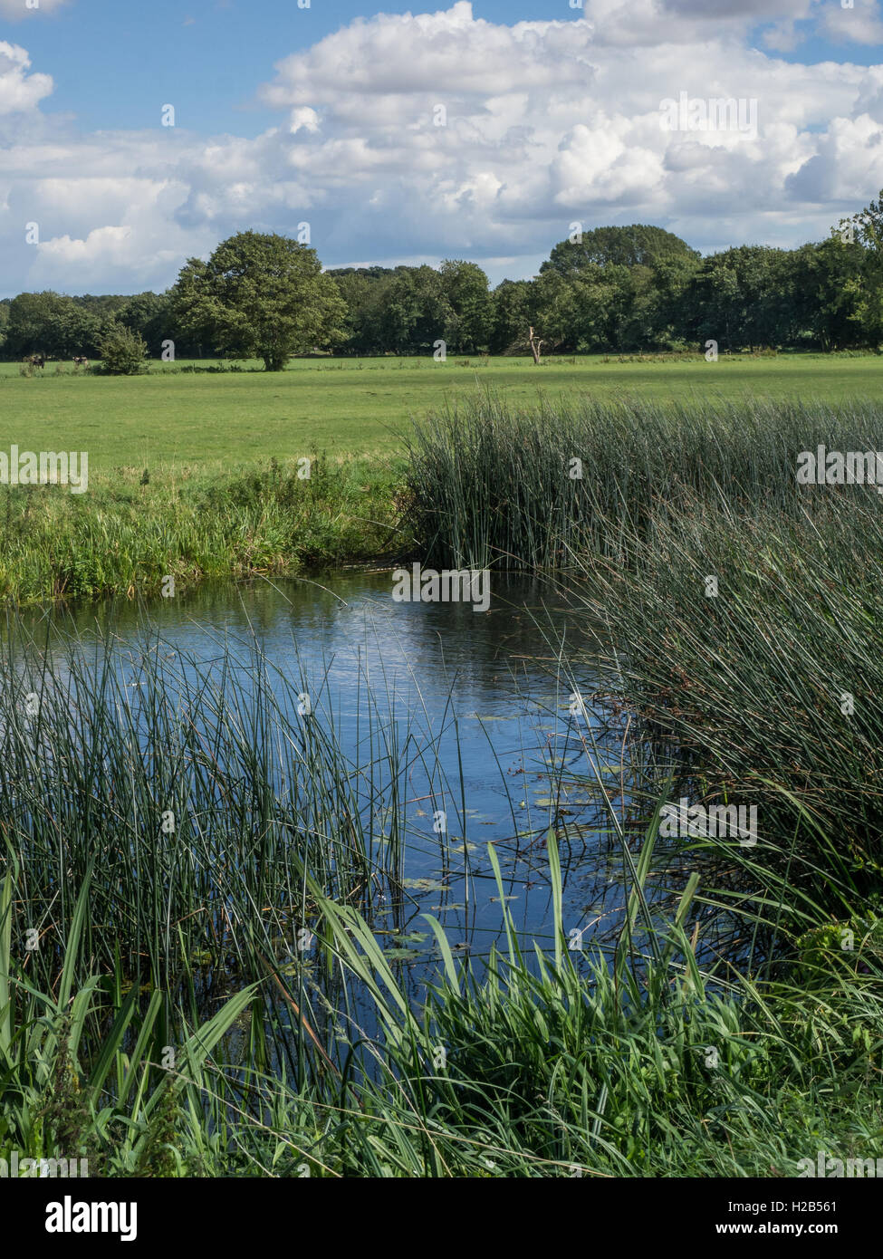The river Waveney at Earsham Stock Photo - Alamy
