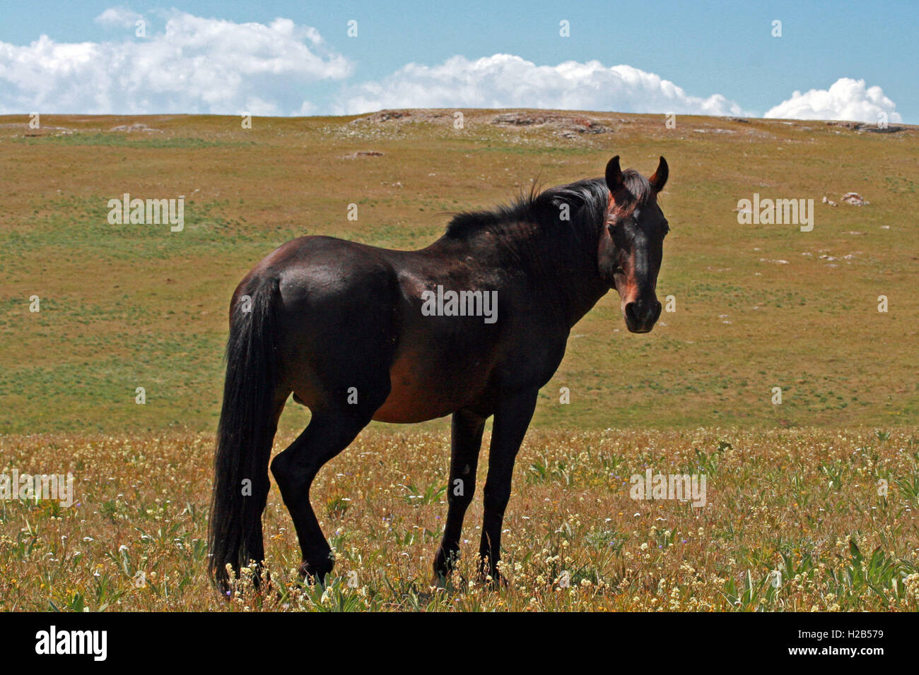 Black bay mustang wild horse hi-res stock photography and images - Alamy