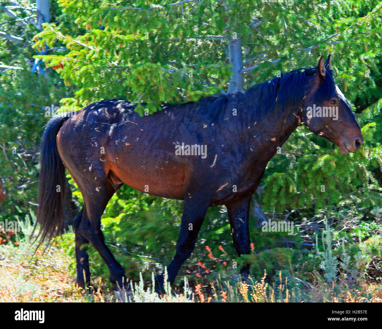 Black bay mustang wild horse hi-res stock photography and images - Alamy