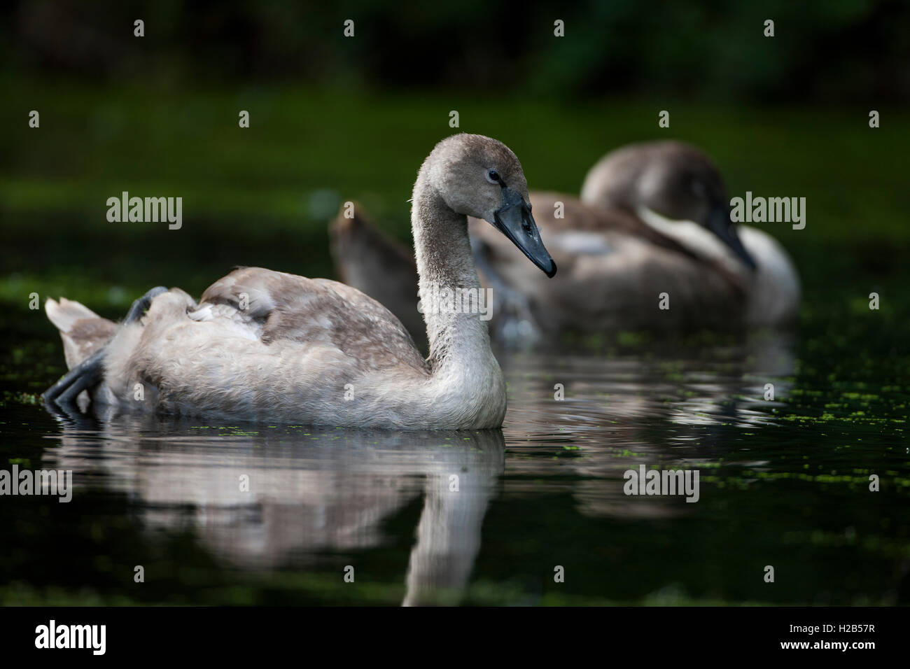 Roaming swan hi-res stock photography and images - Alamy
