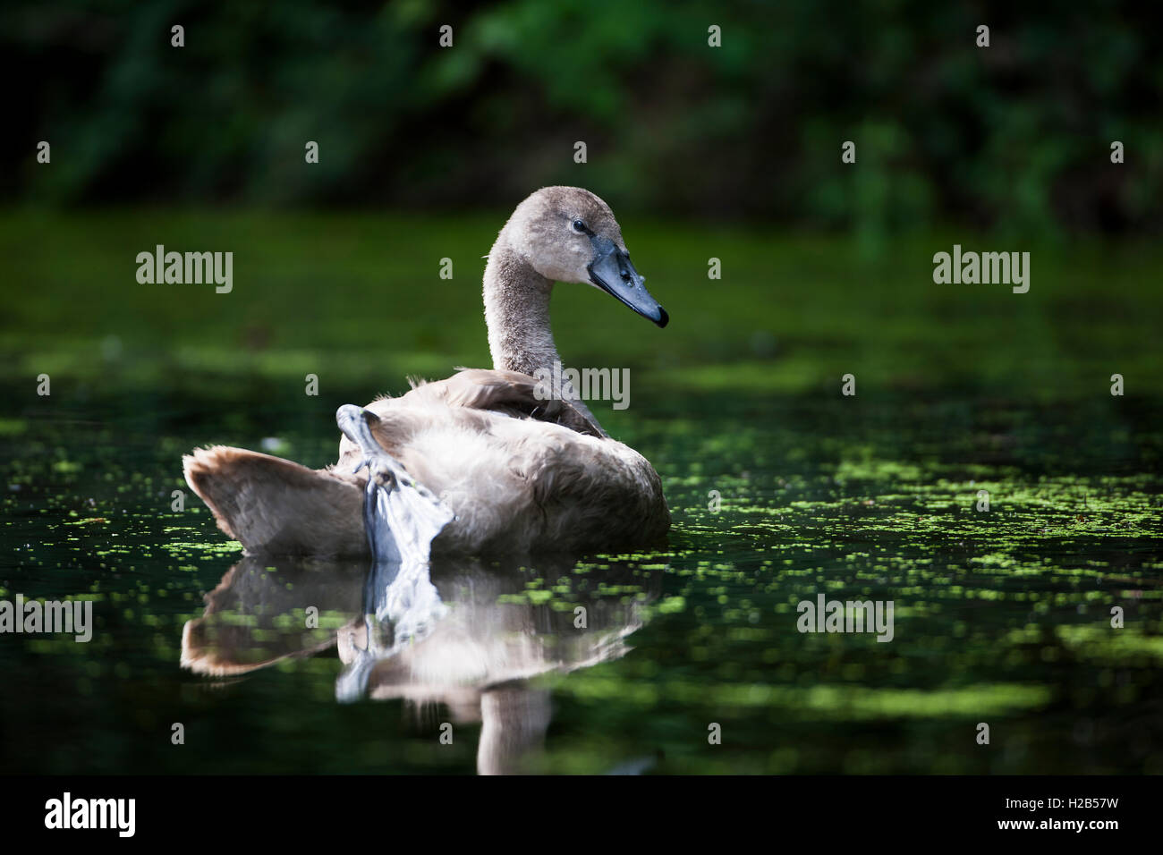 Cygnet feeding hi-res stock photography and images - Alamy