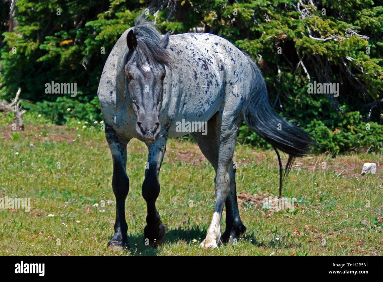 Wild horse mustang blue roan hi-res stock photography and images - Alamy