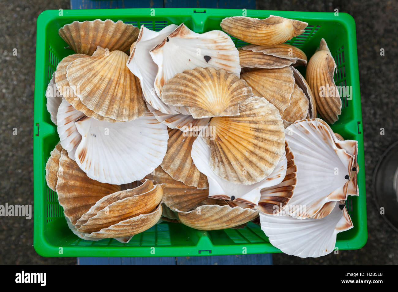 Isle of Lewis, Outer Hebrides, Scotland Box of Scallop shells Miavaig ...