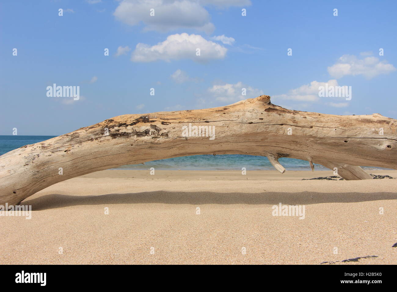 A wood piece on the beach Stock Photo - Alamy