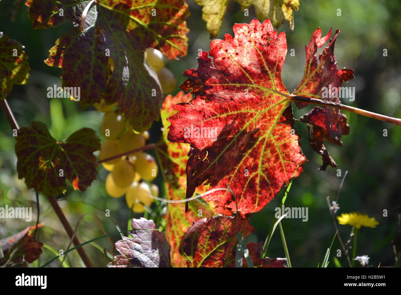 Frape hi-res stock photography and images - Alamy