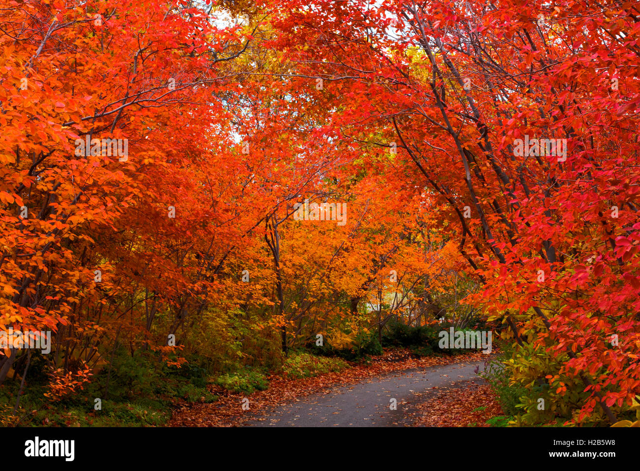 A walking path Lined with Oak trees in Fall Stock Photo - Alamy