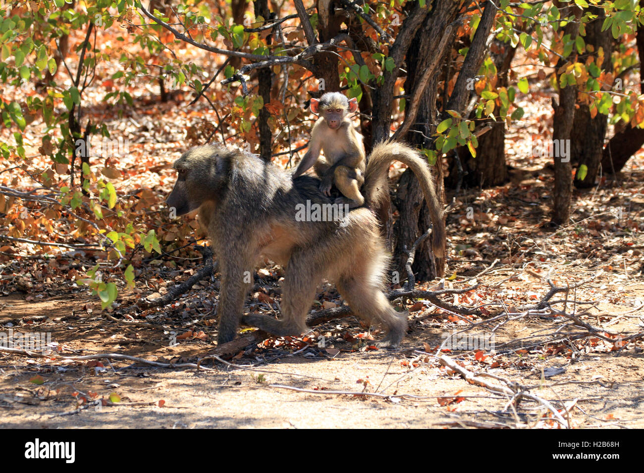 Baboon kid riding on mothers back Stock Photo - Alamy