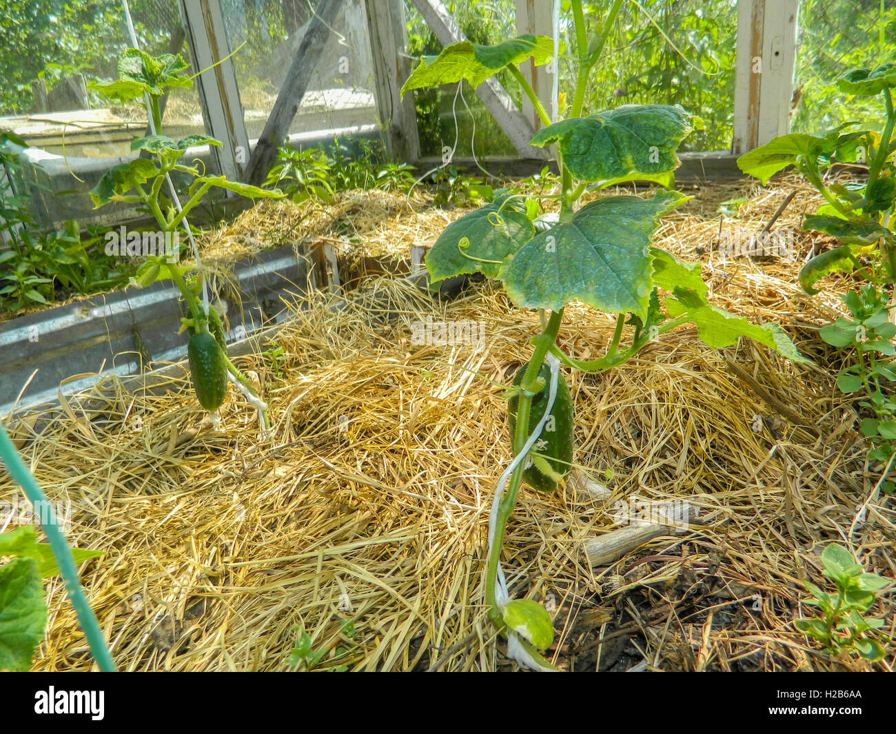 Thorn cucumber hi-res stock photography and images - Alamy