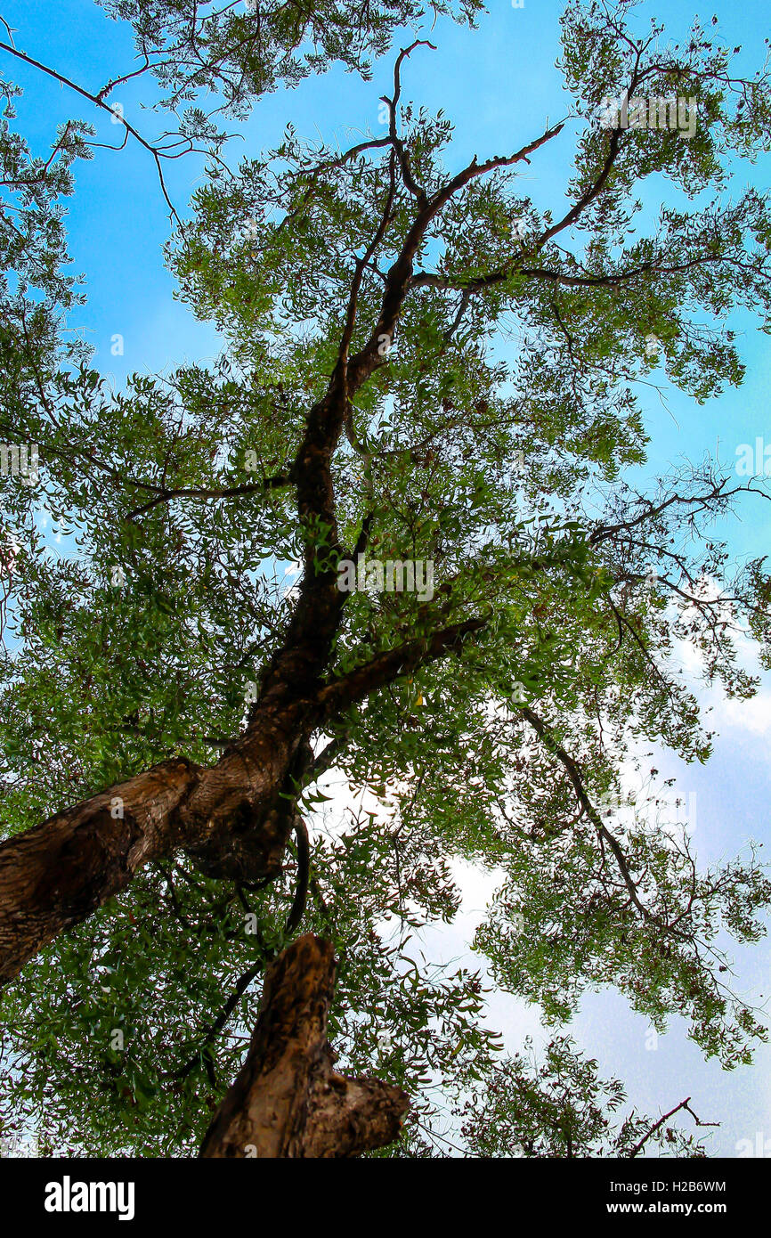shade trees with blue sky Stock Photo - Alamy
