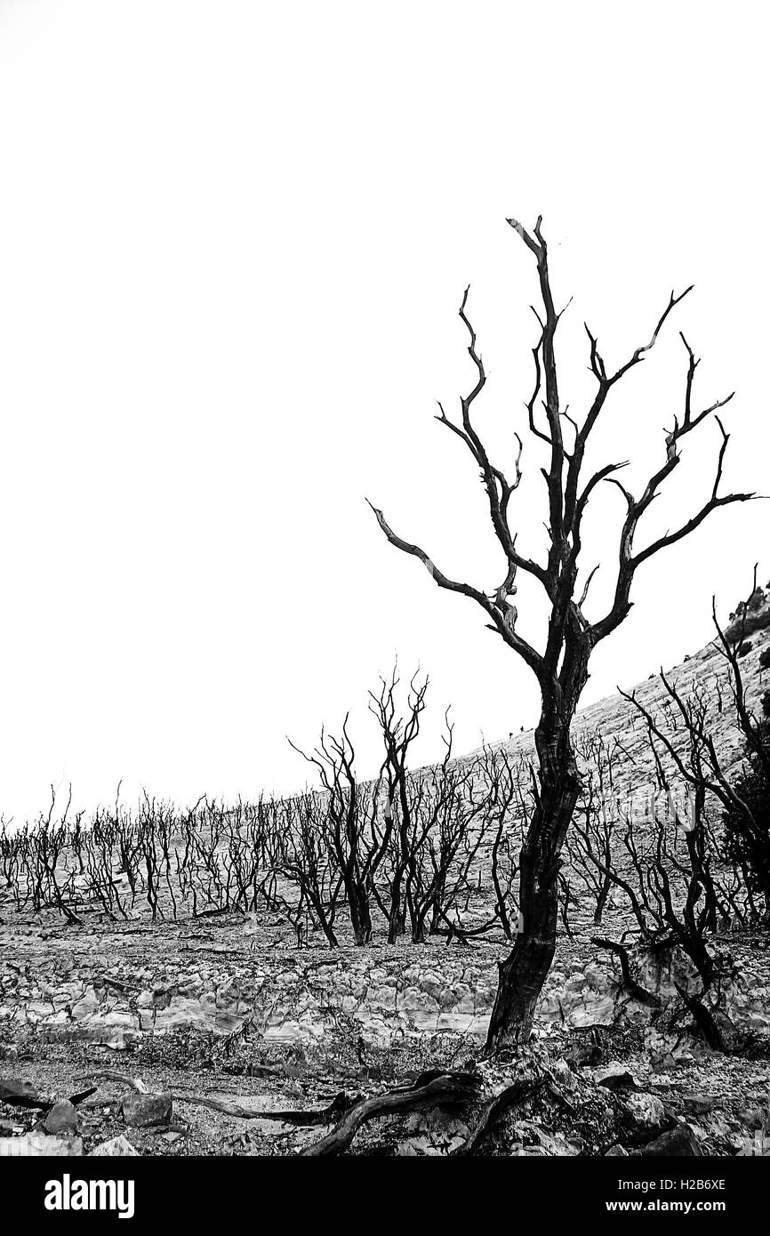 Background Dry Tree In Black And White Stock Photos & Background Dry ...