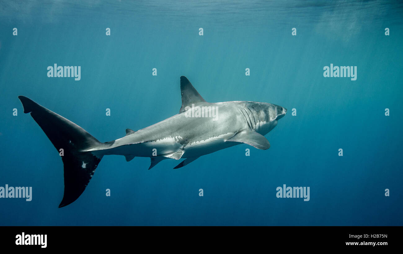 Great white shark caudal fin under sun rays in the blue Pacific Ocean ...