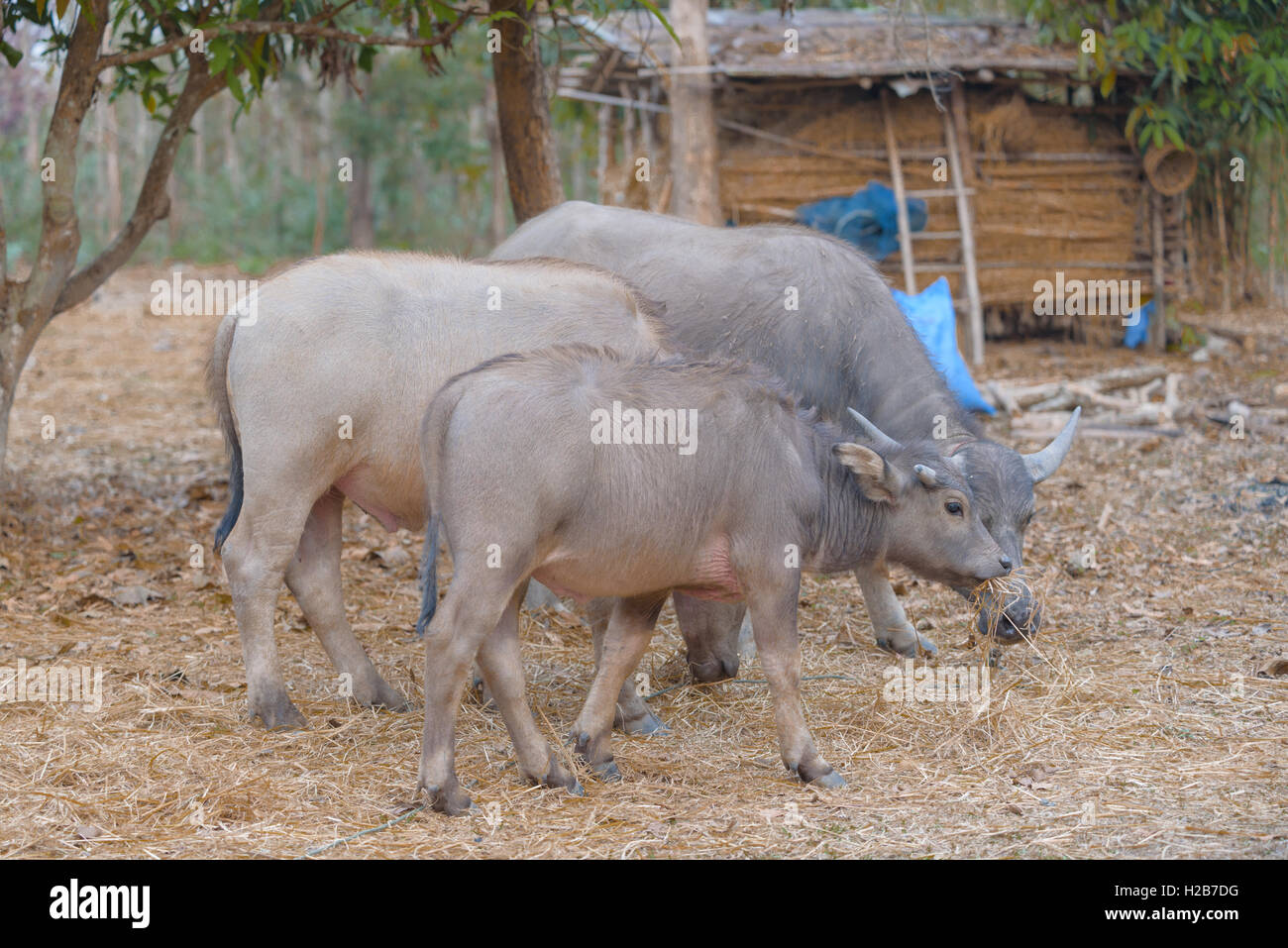 water buffalo eating grass on the field,farm Stock Photo - Alamy