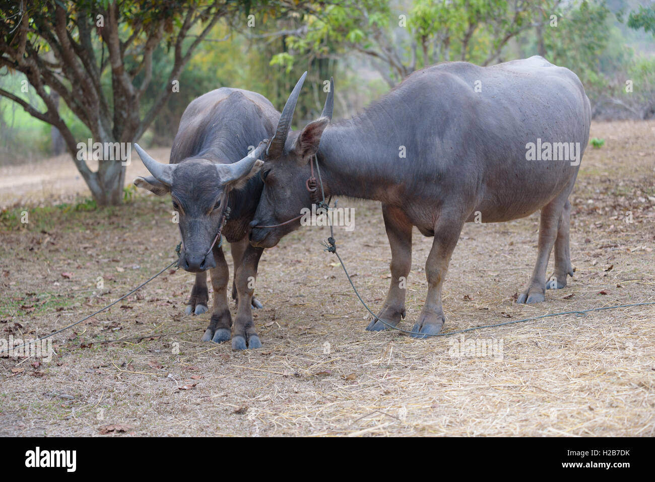 Dairy buffalo in farm,Thailand Stock Photo - Alamy
