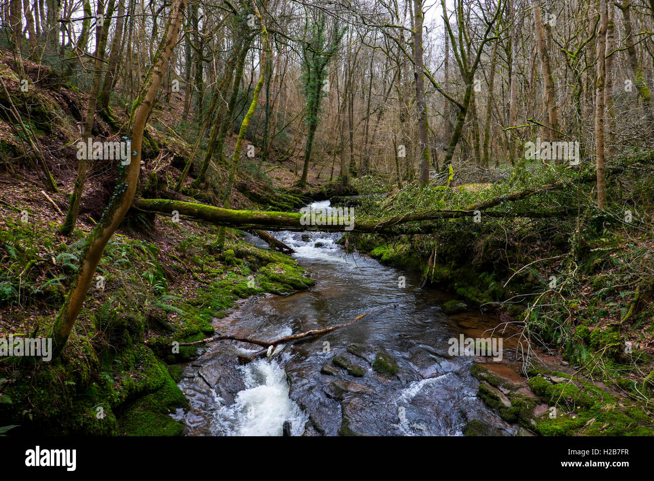 Tree trees woodland stream nature natural spring water tributary hi-res ...