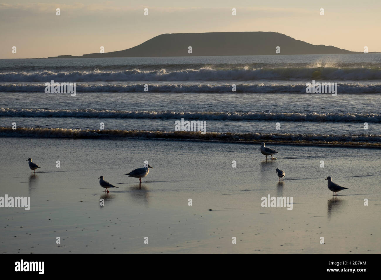 Gower birds hi-res stock photography and images - Alamy