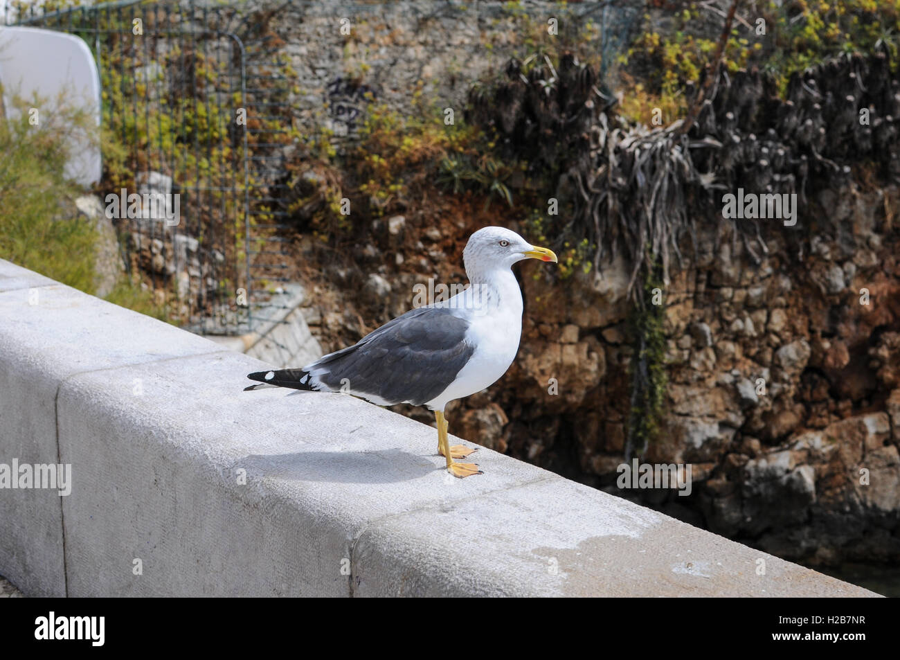 Wildlife in portugal hi-res stock photography and images - Alamy