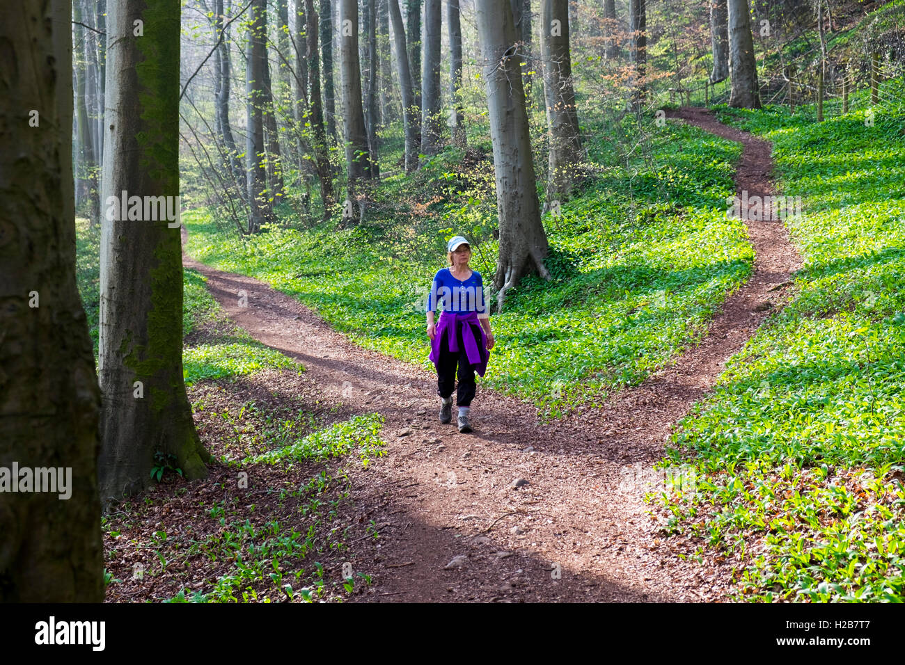 Active female pensioner walking in woods, near Radyr, north Cardiff ...