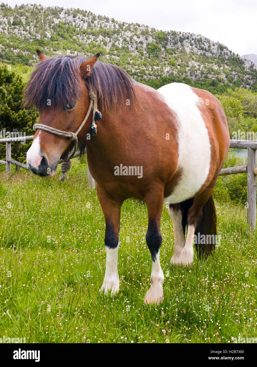 Brown and white pony hi-res stock photography and images - Alamy
